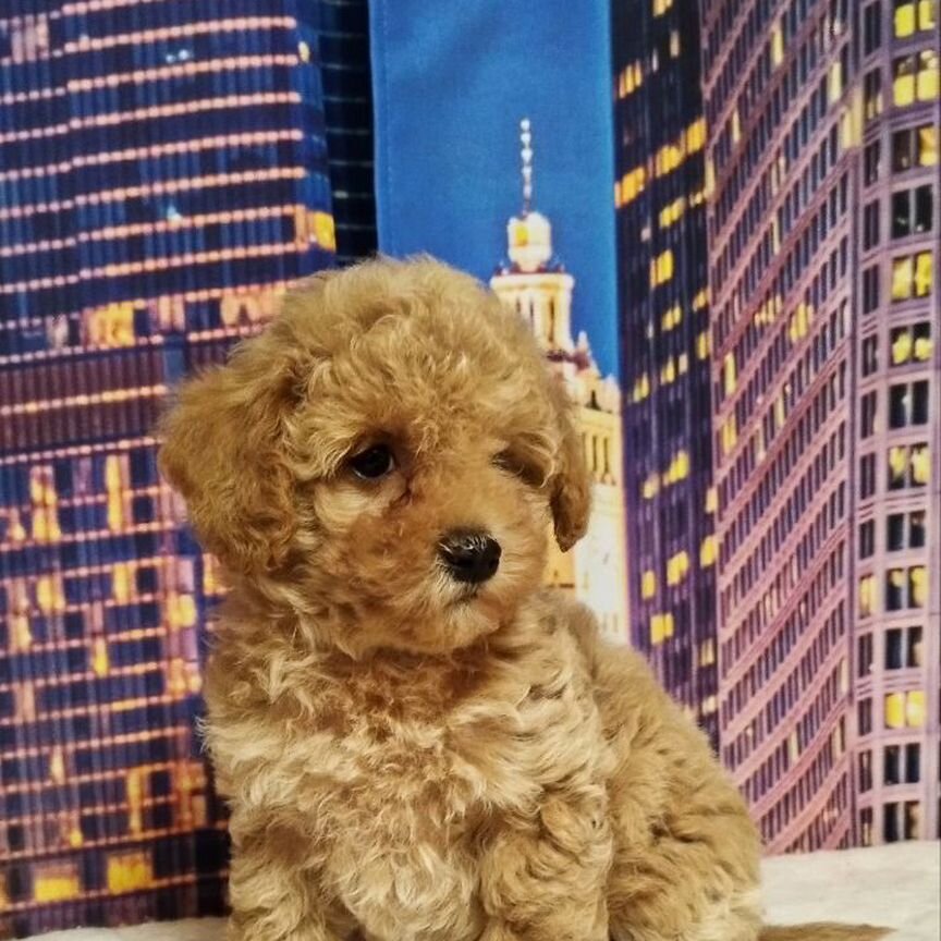 Мальтипу, щенок