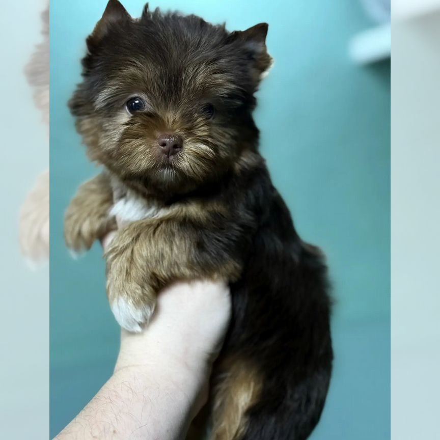 Йоркширский терьер, щенок