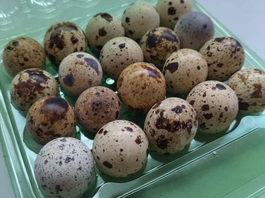 Яйца перепелиные инкубационное