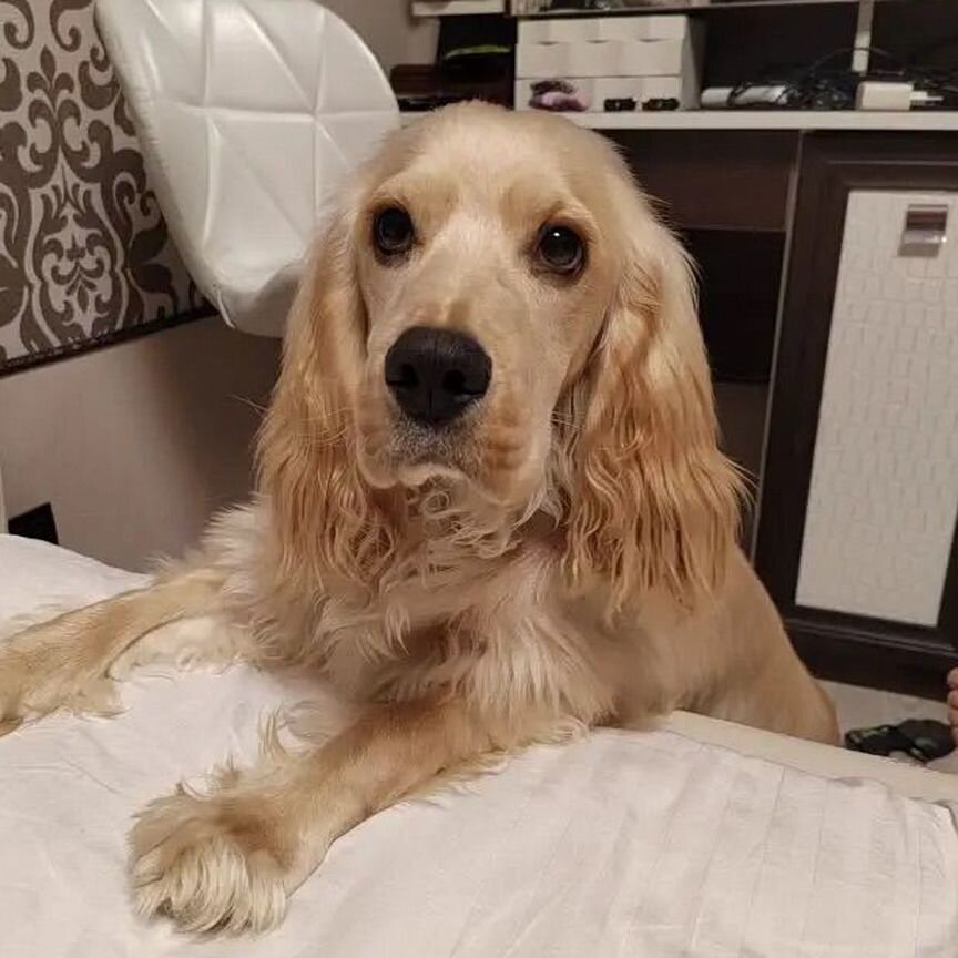 Английский кокер-спаниель, щенок