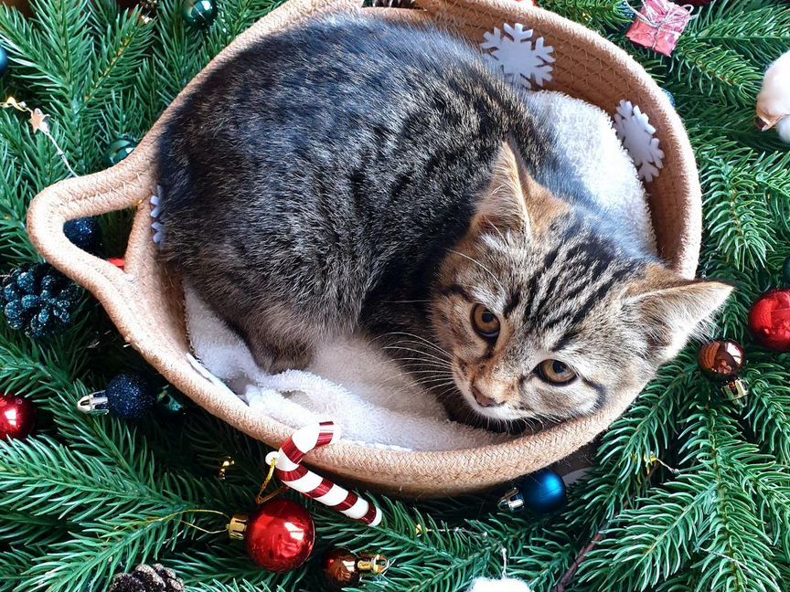 Чудесные котята в добрые руки