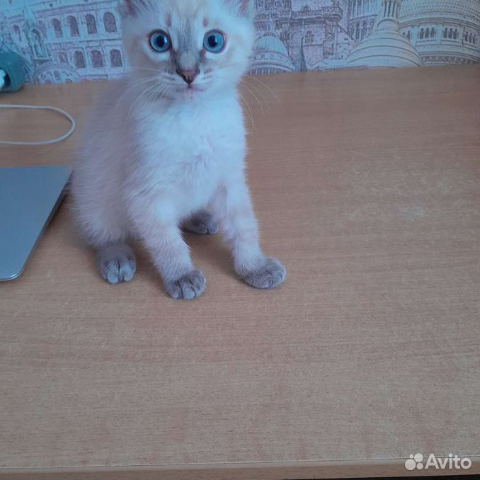 Котёнок из под сиямской кошечки,мальчик Филя