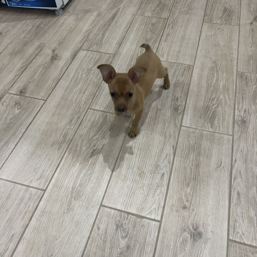 Собака тойчик