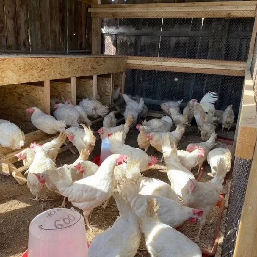 Куры несушки с доставкой