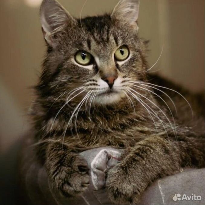 Котика выкинули. Нужен дом