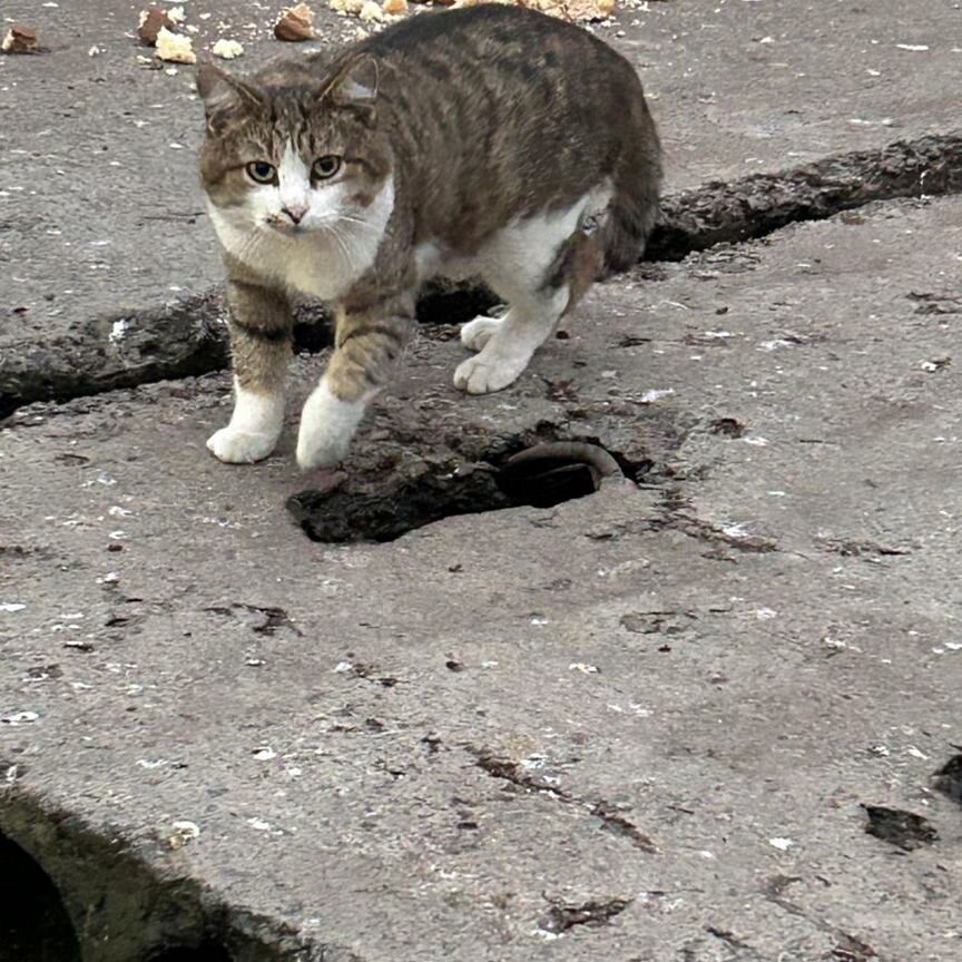 Взрослый кот в добрые руки