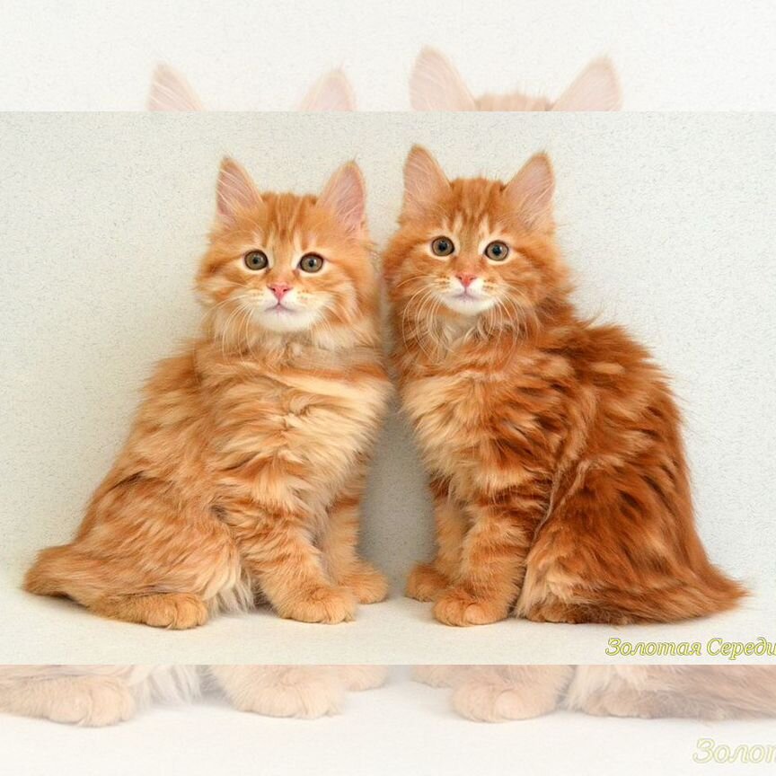 Курильский бобтейл котята