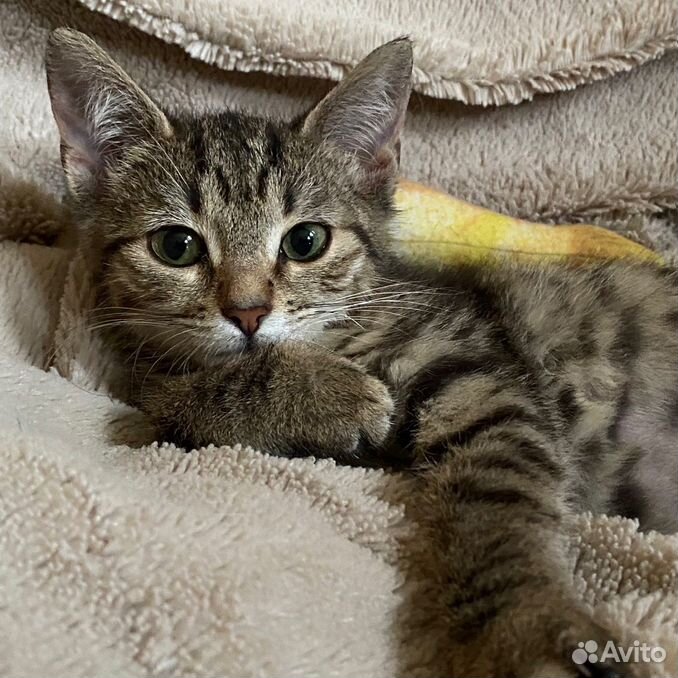 Нежный котёнок полосатый мальчик 2,5 мес