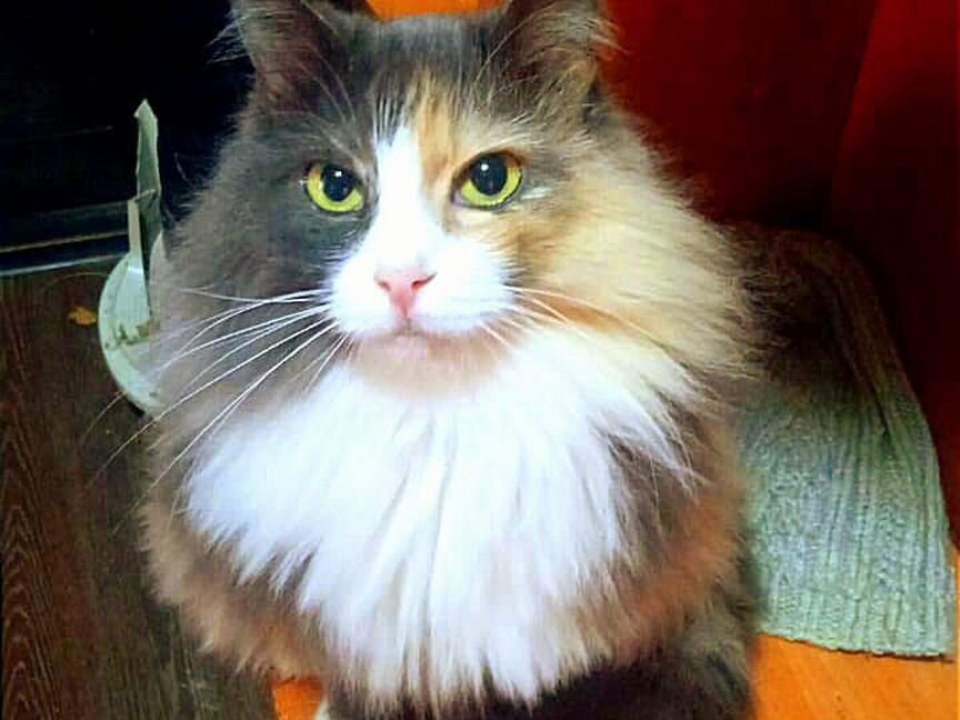 Норвежская лесная -возможно)