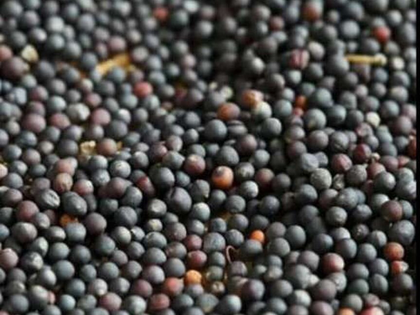 Продам рапс