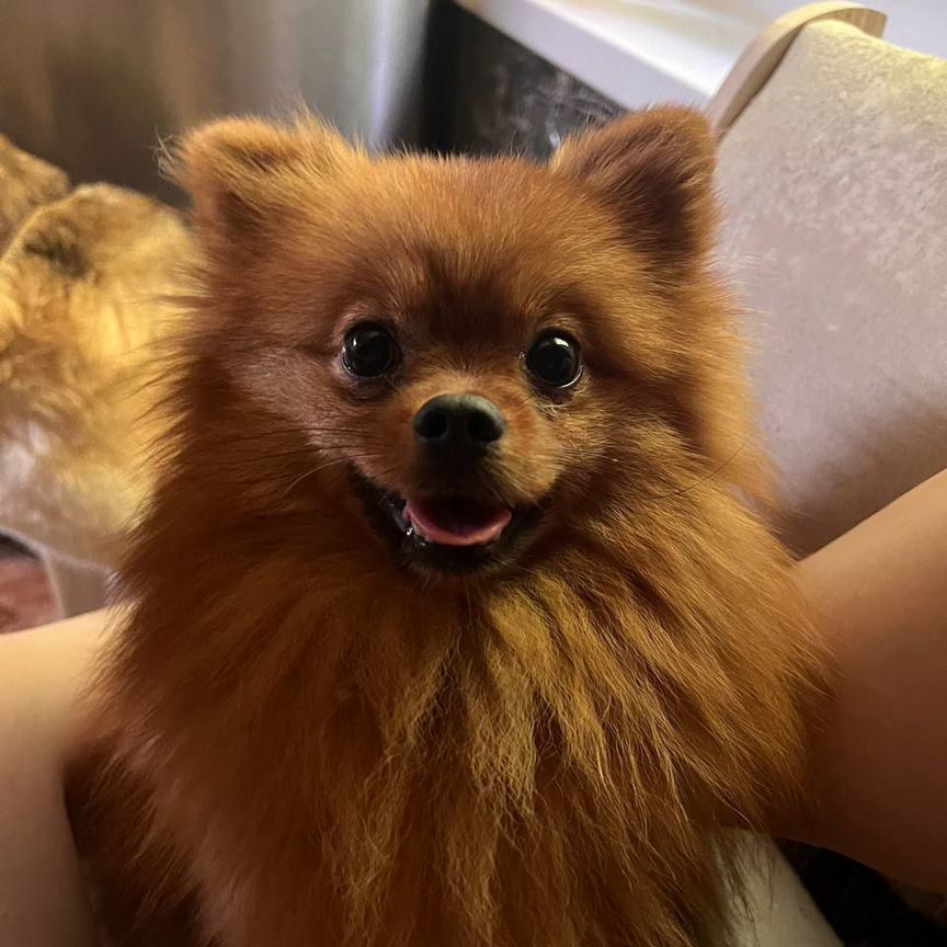 Померанский шпиц