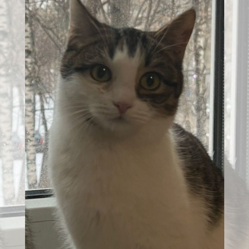 Кошка ищет хозяина