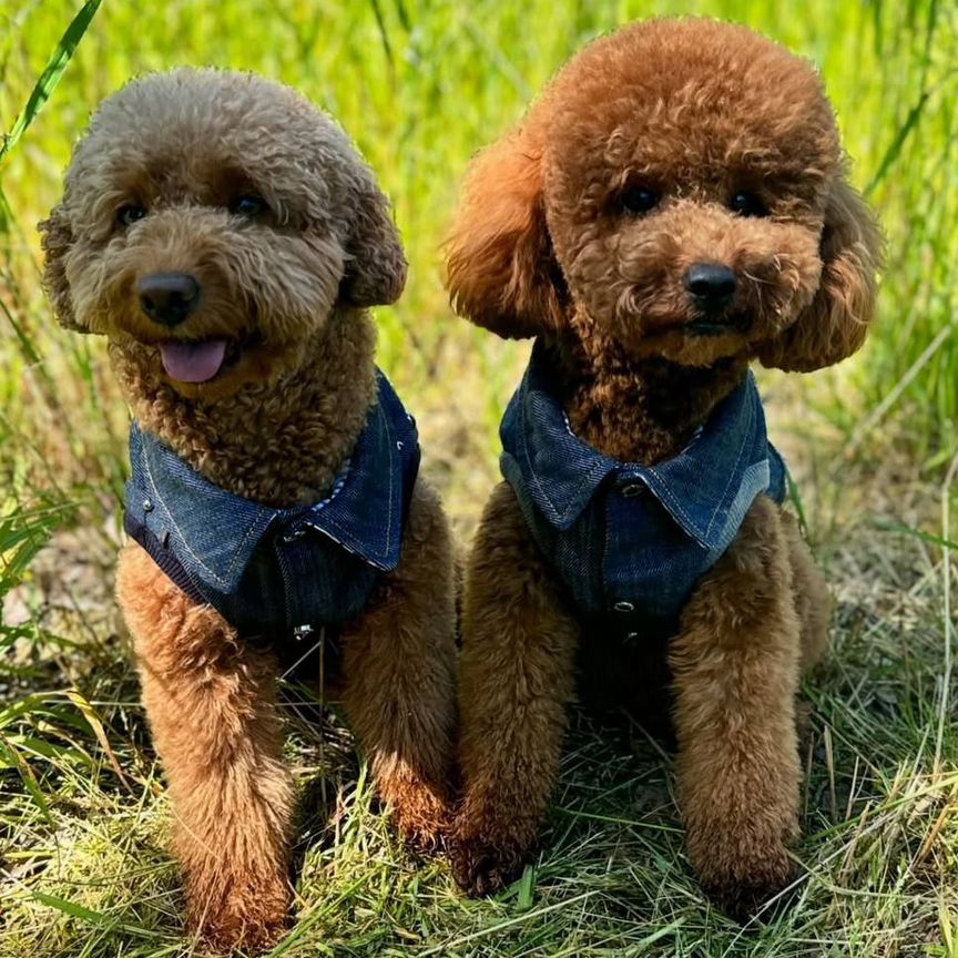 Той-пудель, щенок