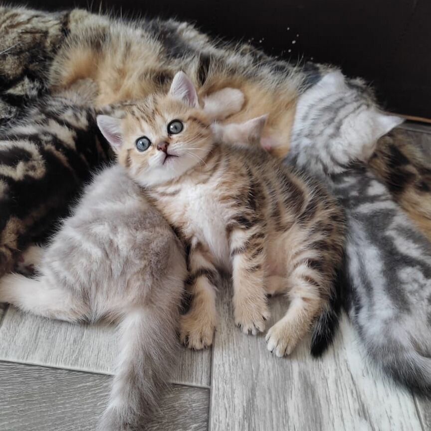 Продам котят шотландская прямоухая