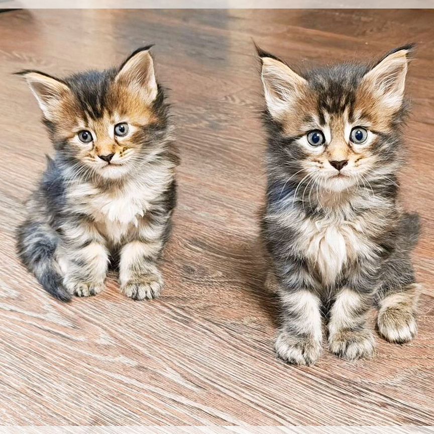 Котята мейн-кун