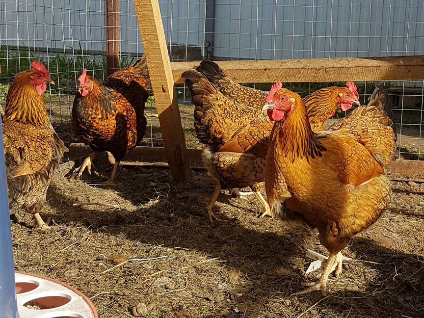 Инкубационное яйцо кучинская юбилейная