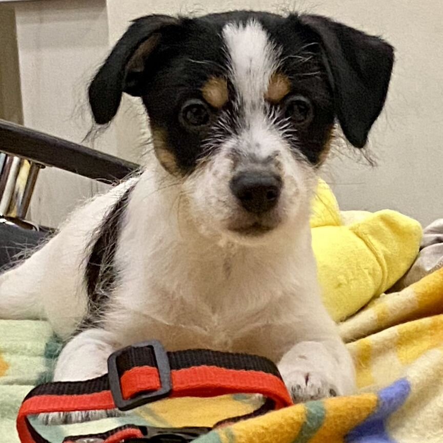 Джек-рассел-терьер, щенок