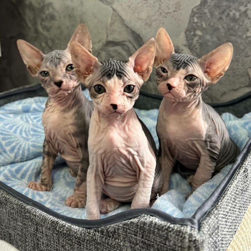Донской сфинкс котёнок