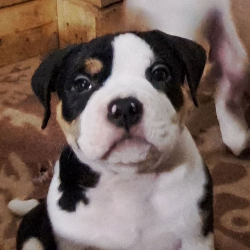 Американский булли