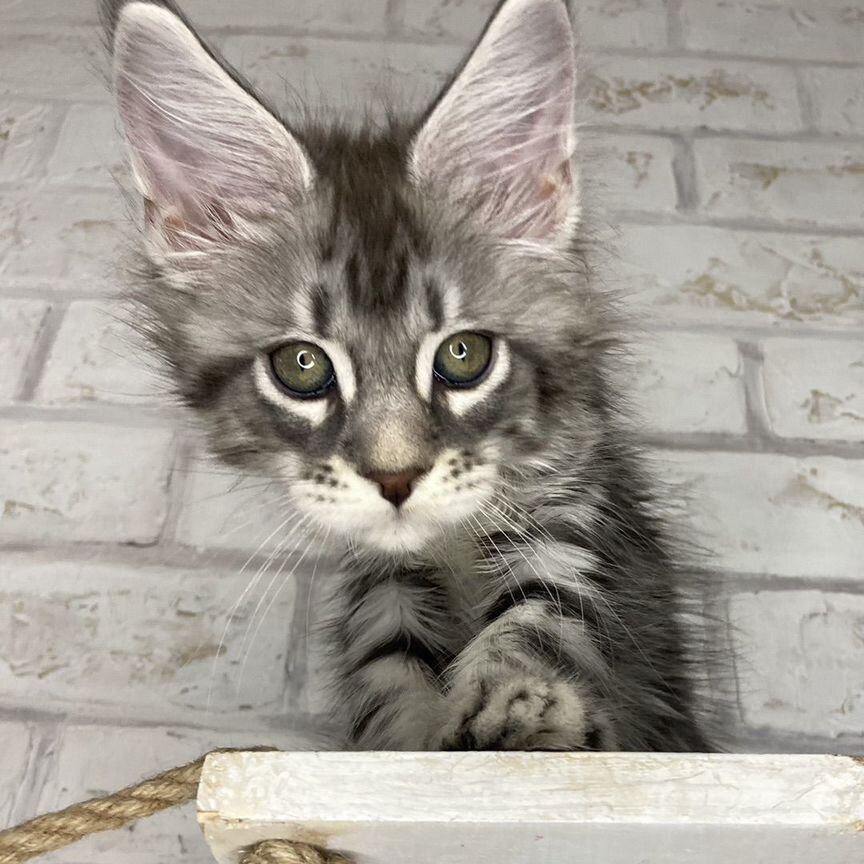 Мейн-кун котёнок