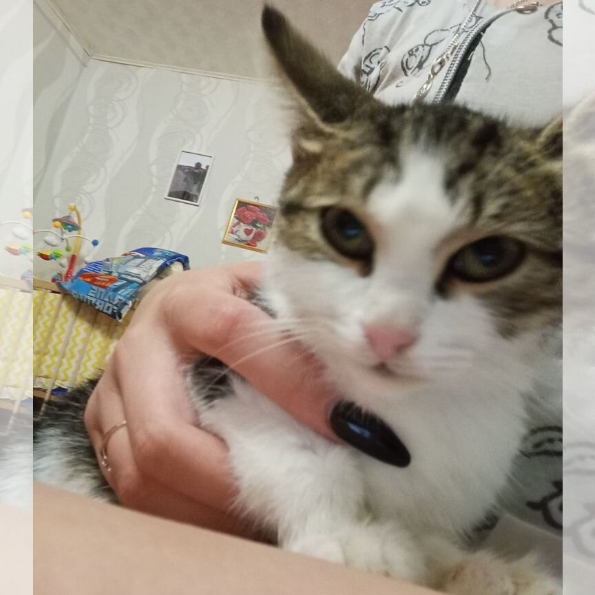 Отдам котёнка в добрые руки,ласковая кошечка