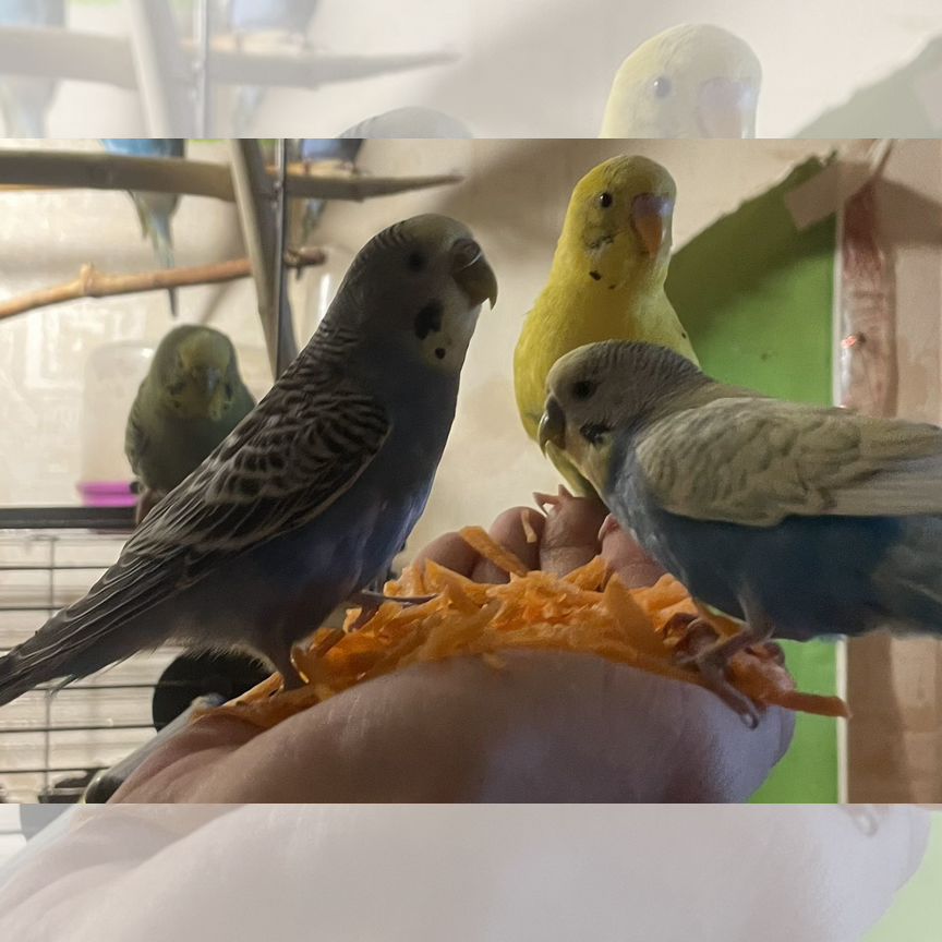 Волнистый попугай ручной