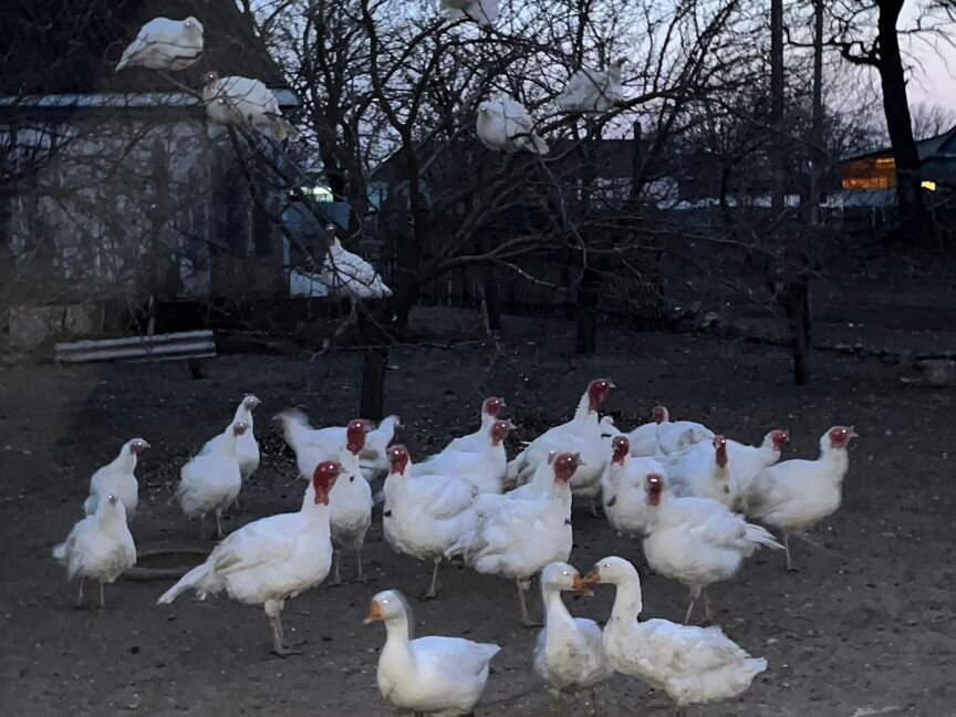 Индюки живым весом