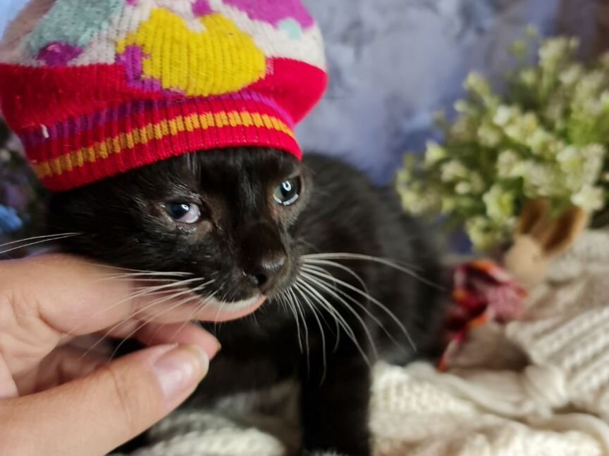 Несчастные страшненькие котята