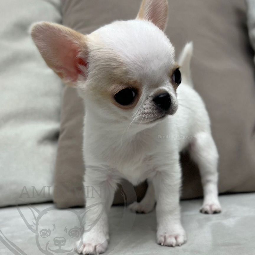 Эксклюзивный мини мальчик чихуахуа