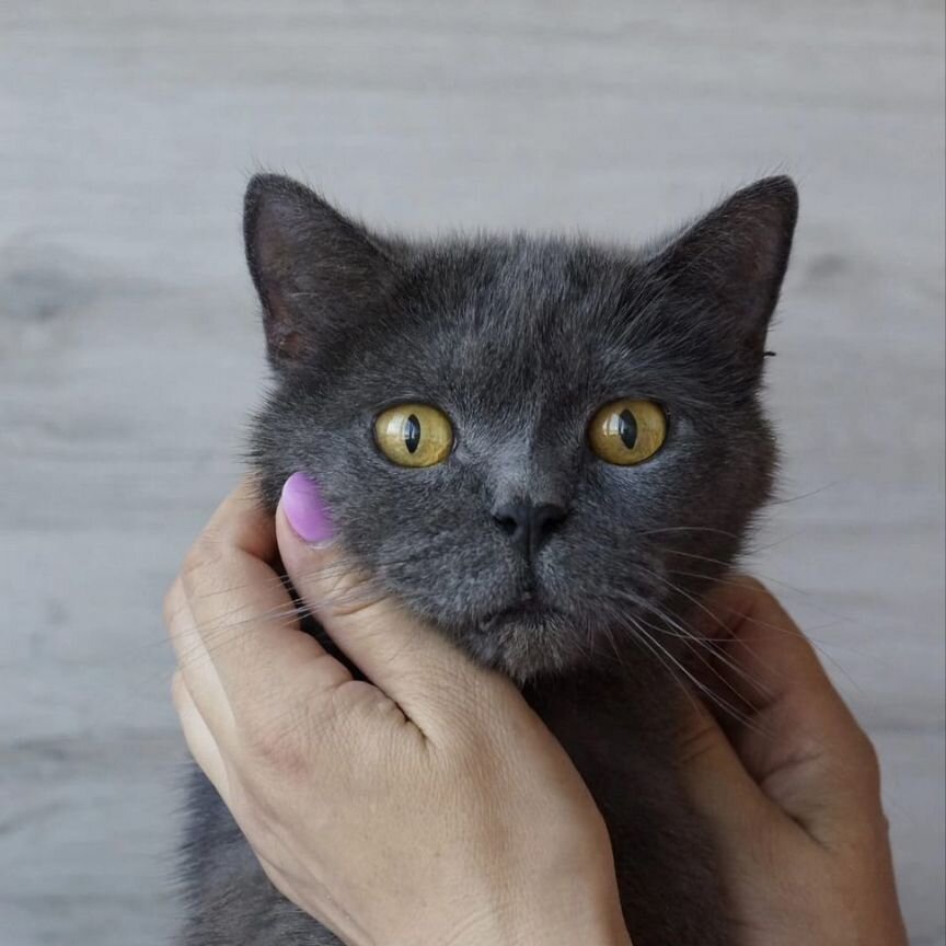 Кот кастрирован 2 года