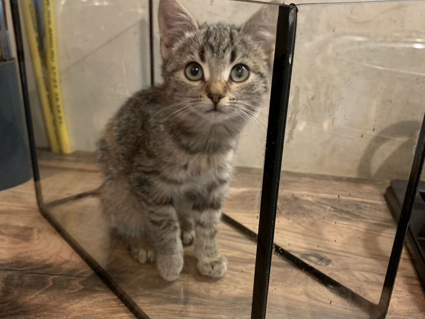 Аквариум 12 литров, без кошки