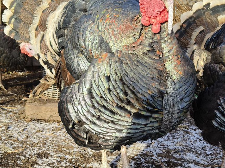 Индюки северокавказкие бронзовые