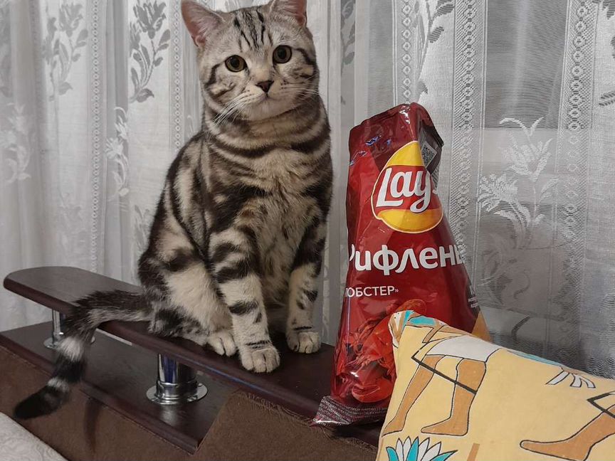 Шотландский скоттиш страйт вязка