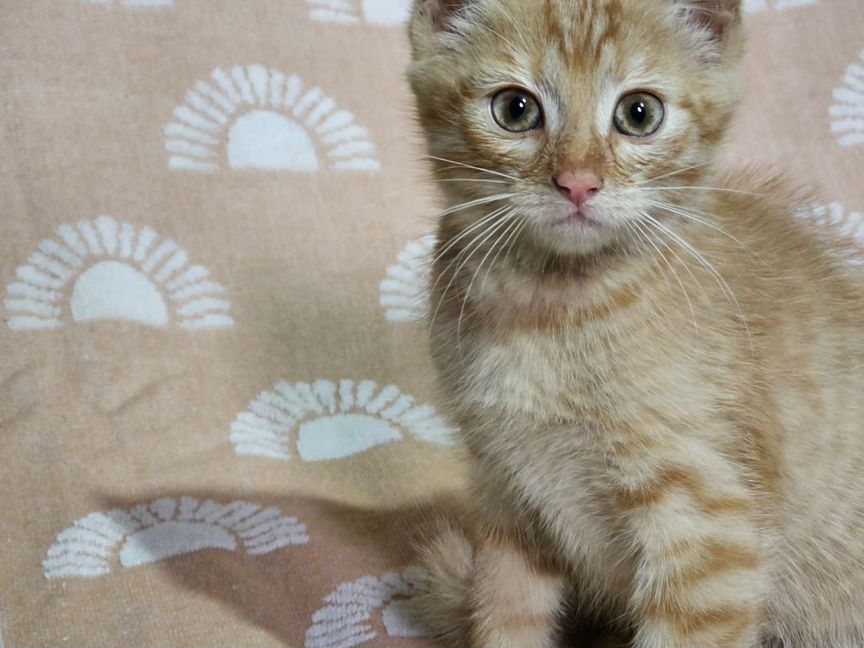 Кот 9 недель