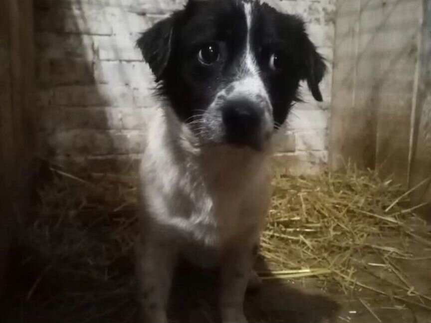 Маленький пёсик очень хочет стать домашним