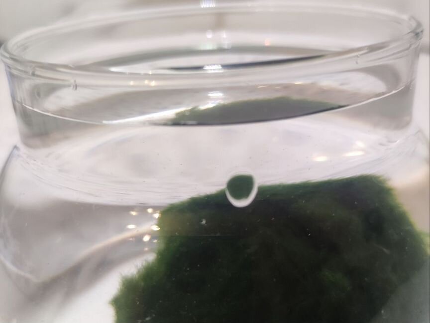 Кладофора шаровидная