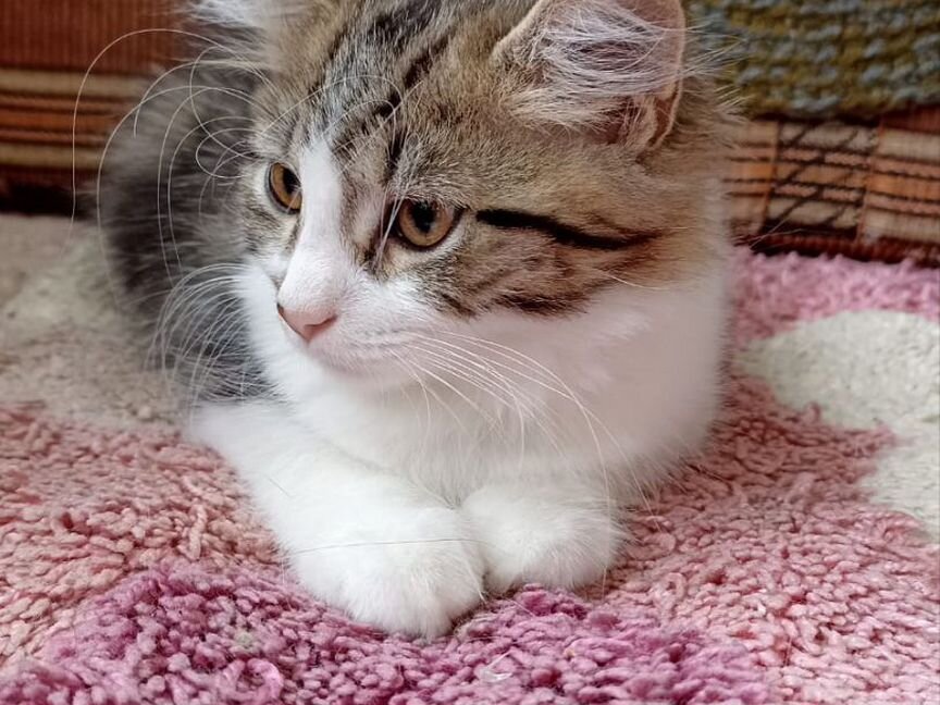 Котята метисы