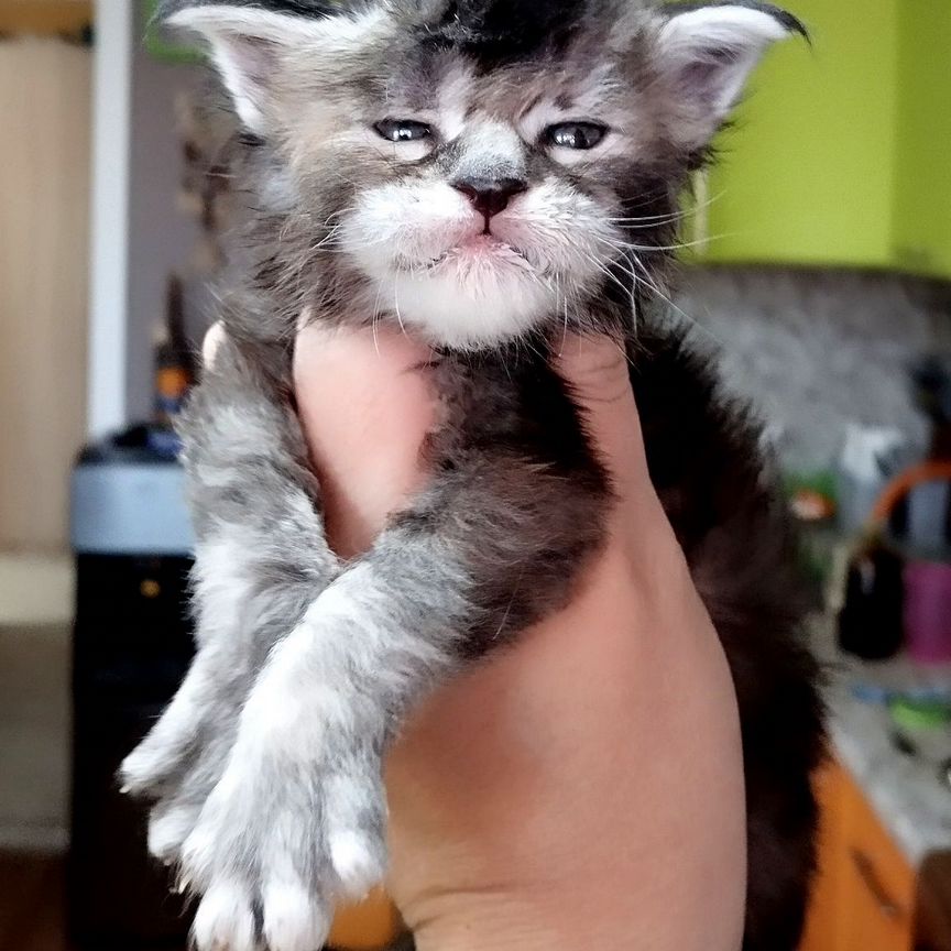 Котенок мейн кун - девочка