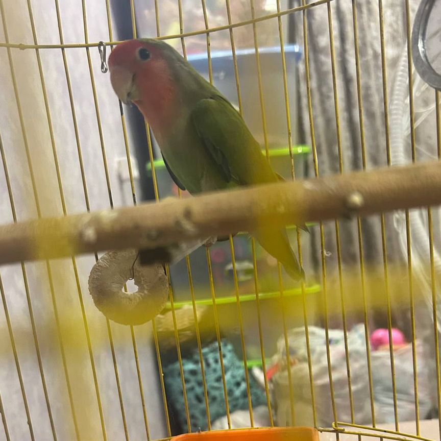 Попугай неразлучник