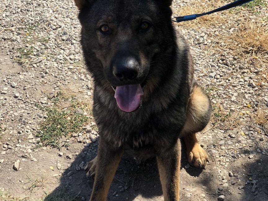 Щенки немецкой овчарки