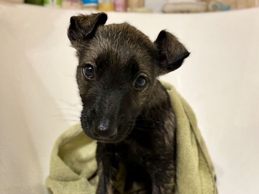 Щенок 2 мес ищет дом