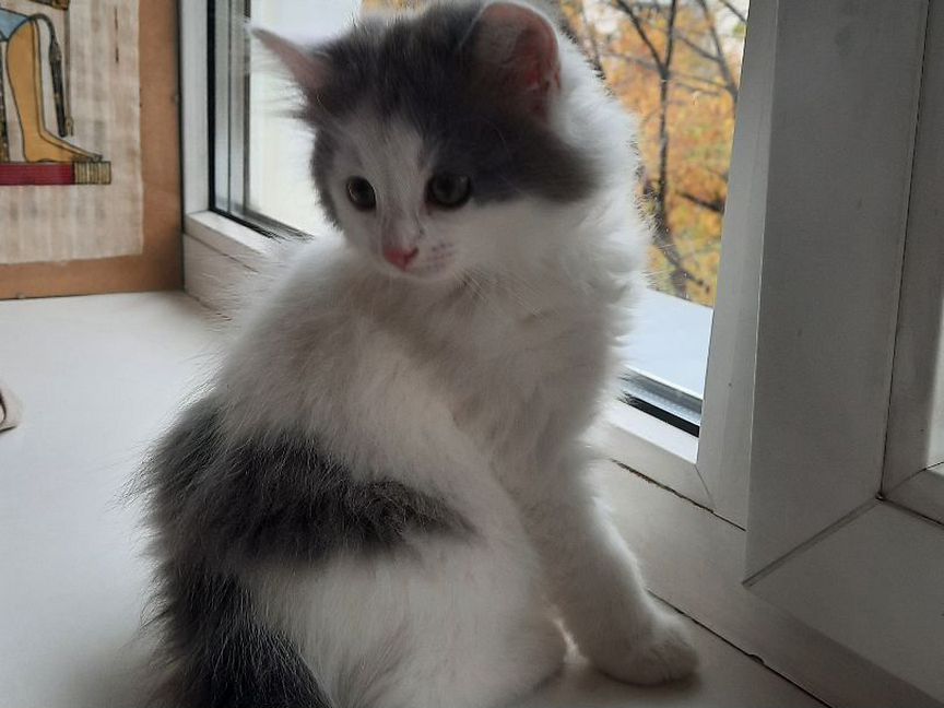 Котенок