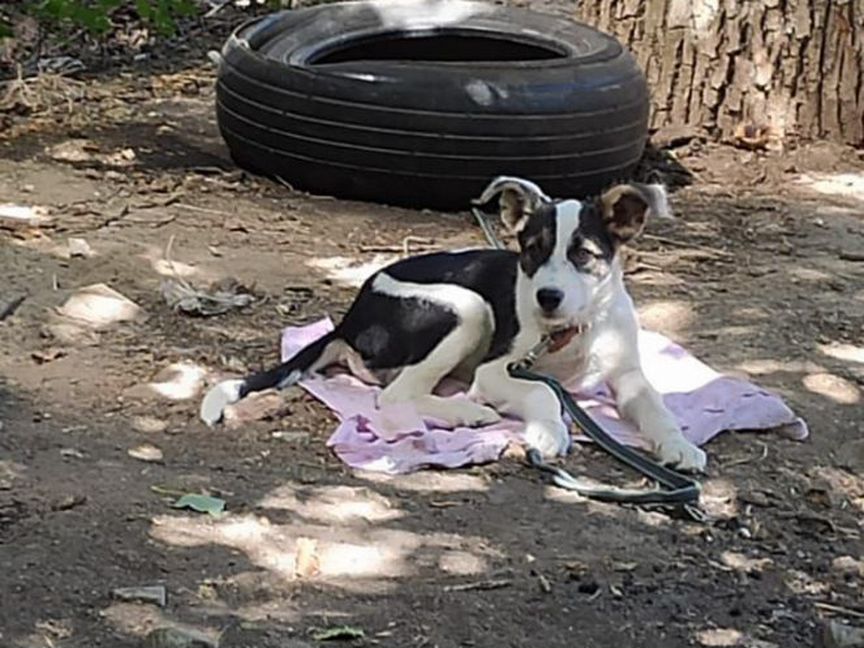 Собачий ребёнок