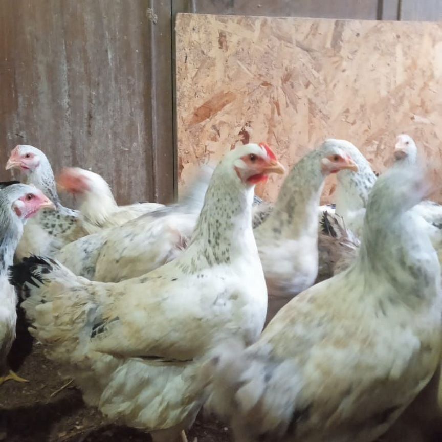 Куры молодки, кросс master грей