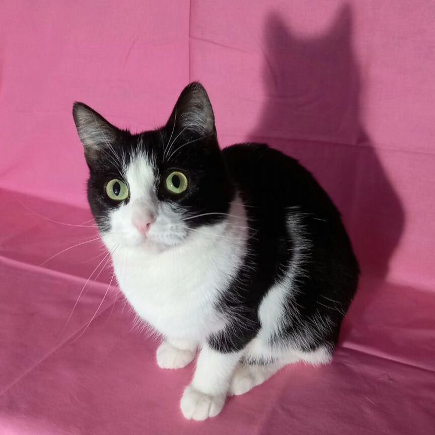 Стерилизованная Соня в добрые руки