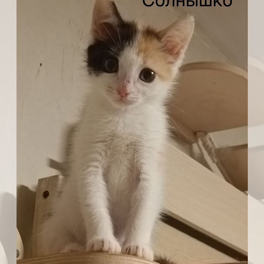 Котёнок в добрые руки