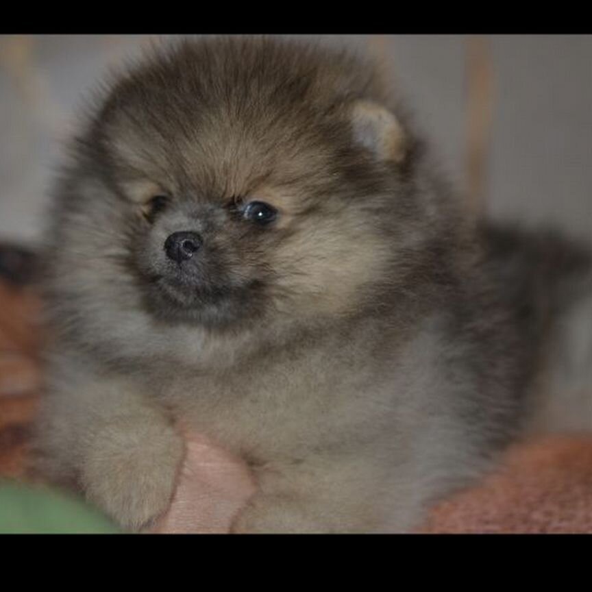 Померанский шпиц, щенок