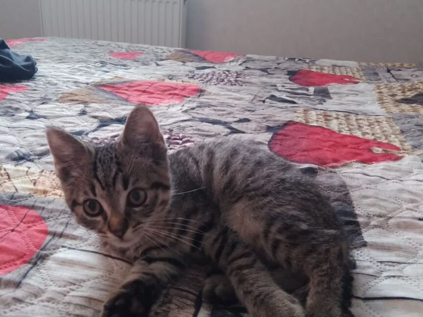 Котики в добрые руки