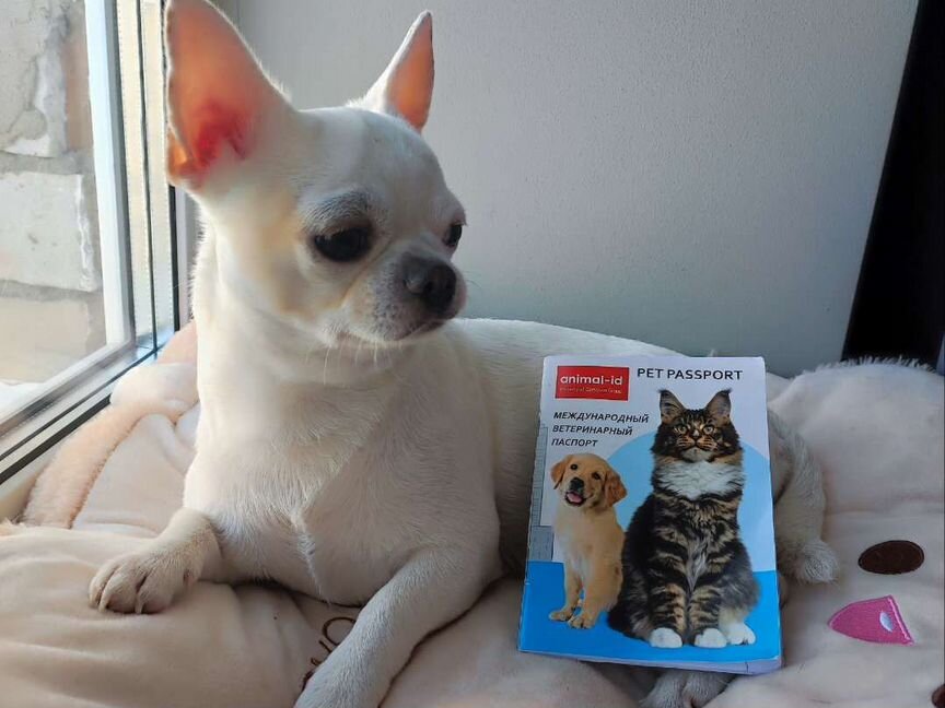 Чихуахуа мальчик