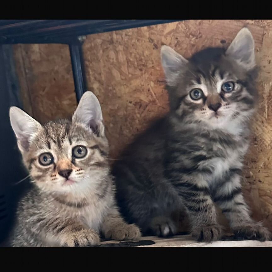 Отдам котенка в добрые руки